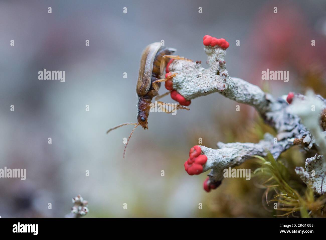 Syneta sp hi-res stock photography and images - Alamy