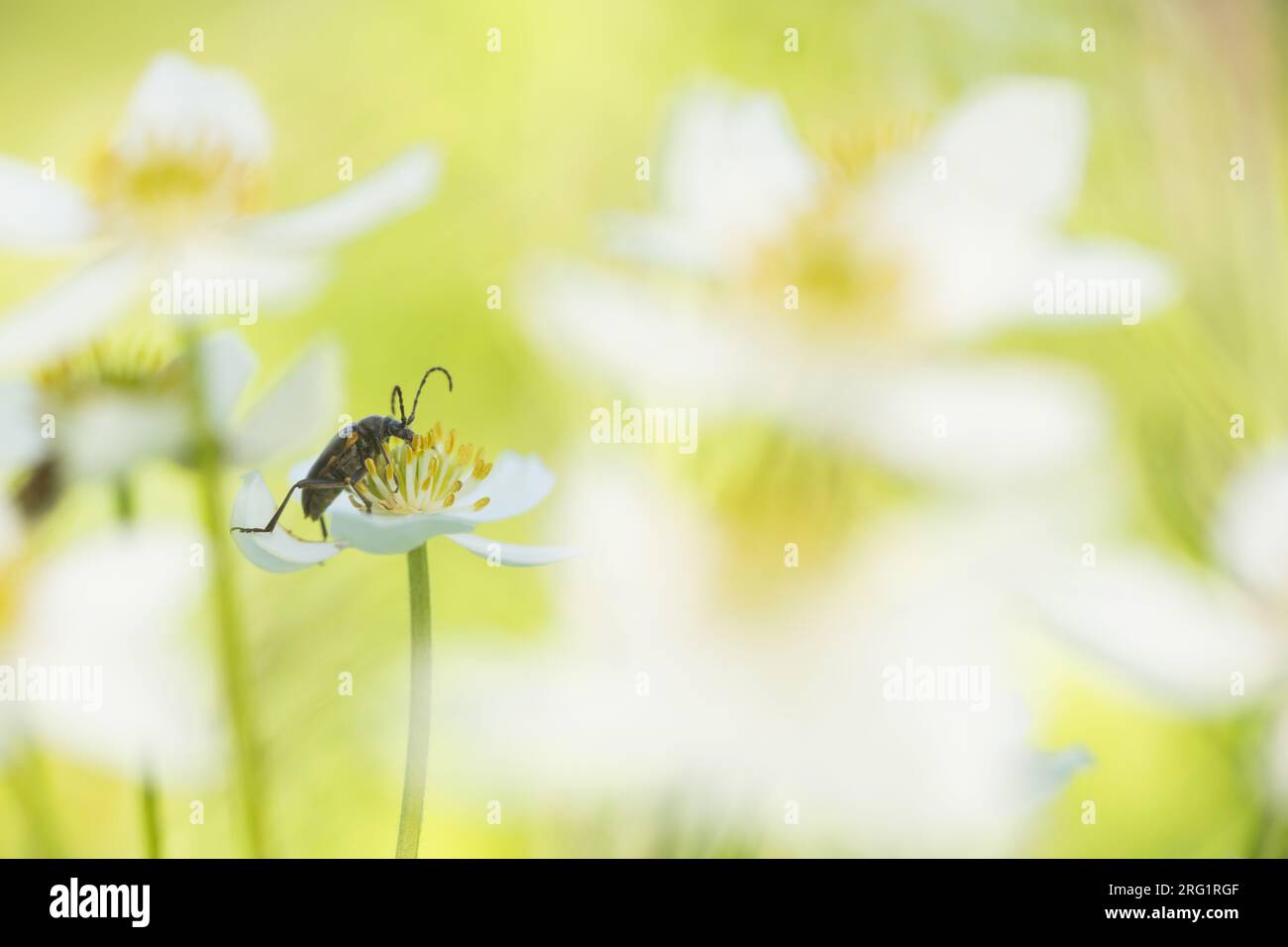Brachyta variabilis, Russia (Baikal), imago, female Stock Photo - Alamy