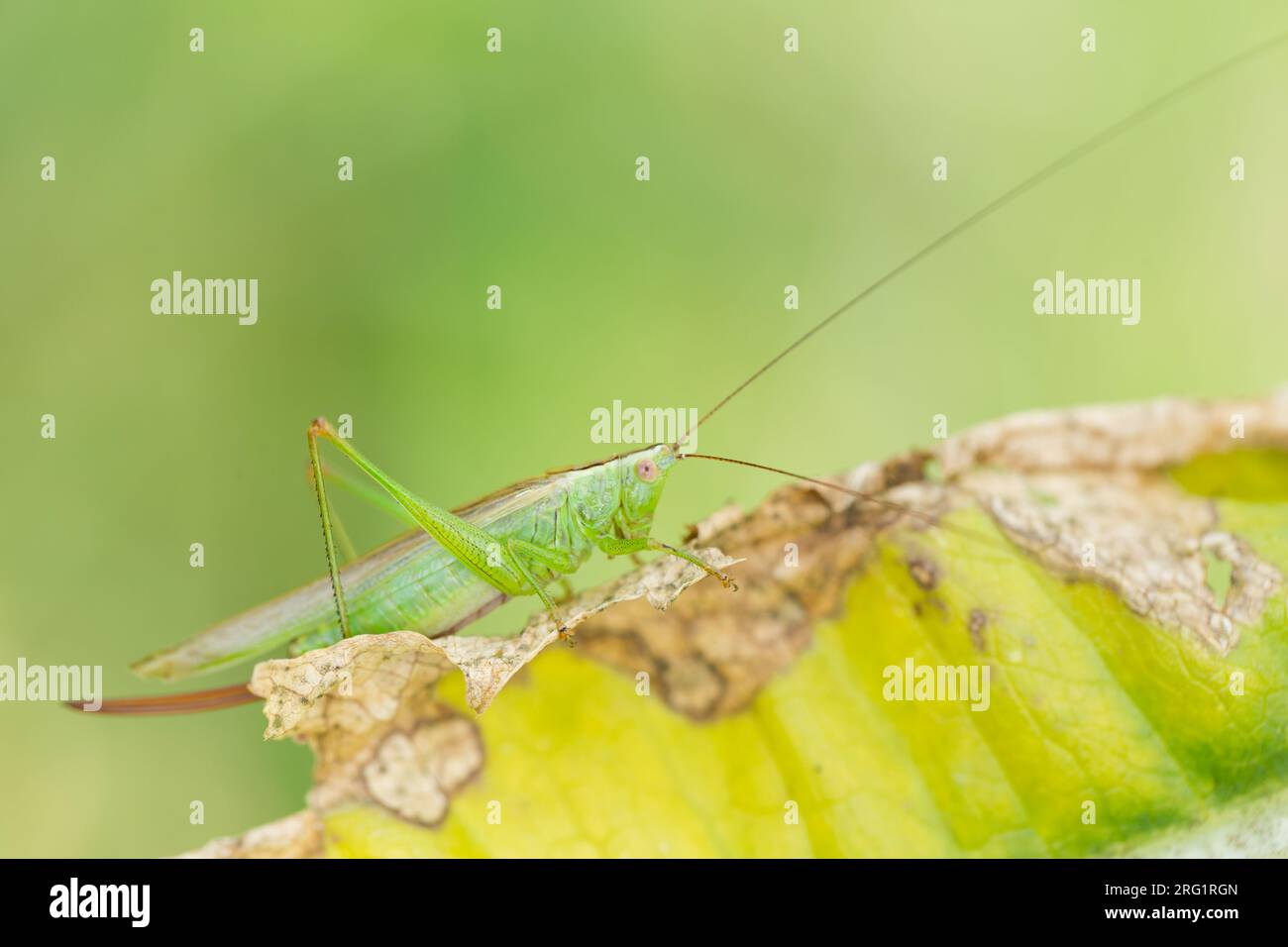 Long winged conehead conocephalus fuscus hi-res stock photography and ...
