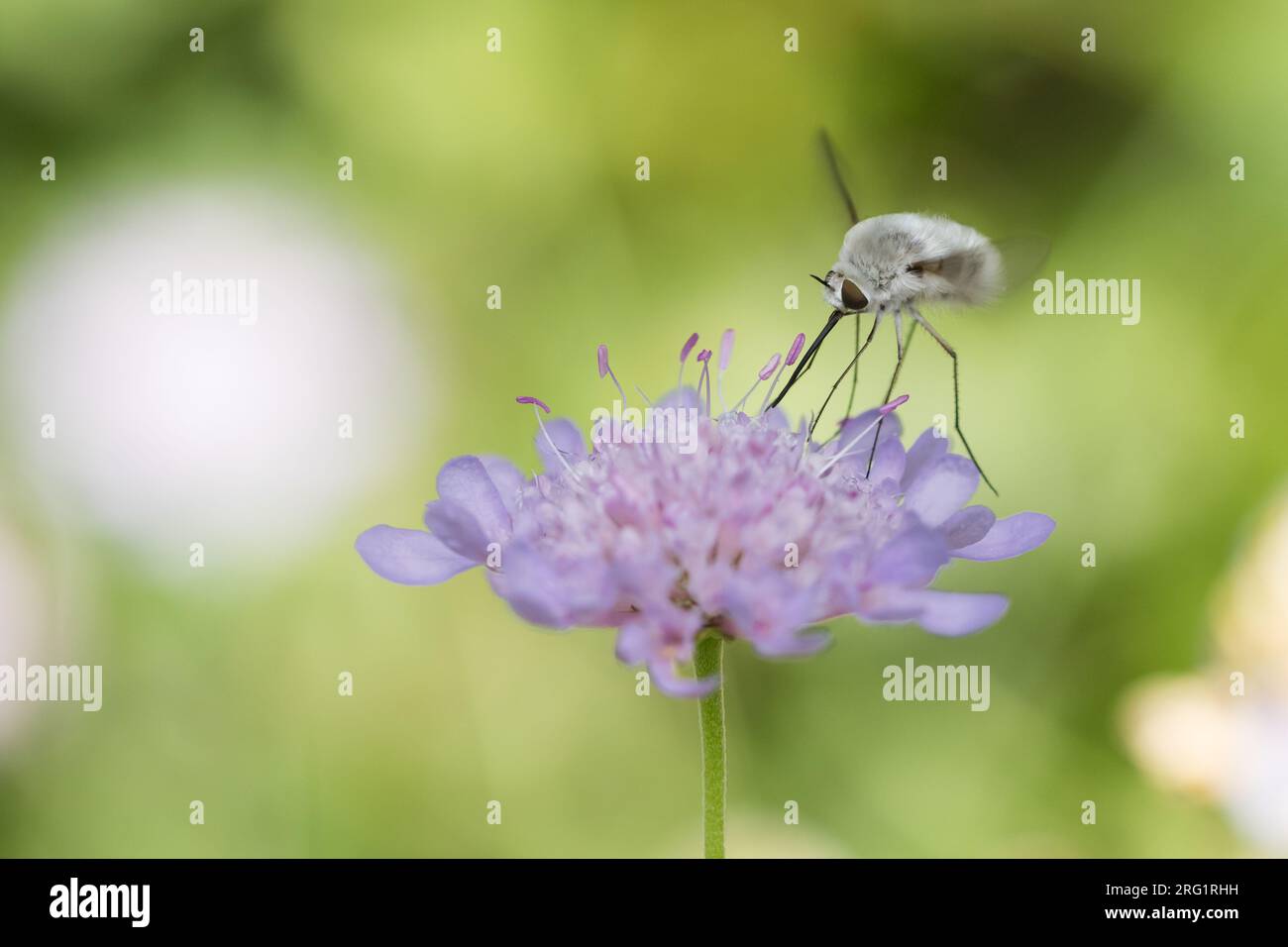 Evolution of flies hi-res stock photography and images - Alamy
