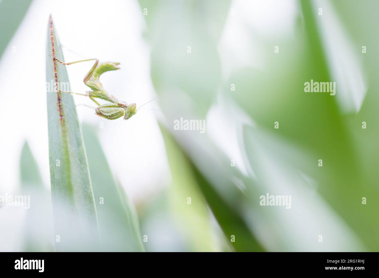 Dwarf mantis hi-res stock photography and images - Alamy