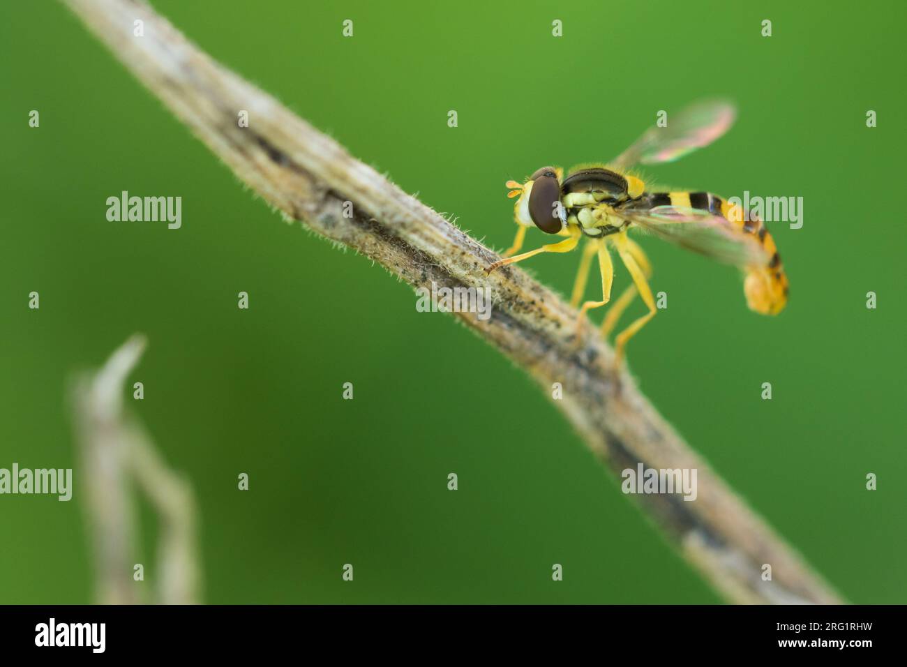 Gewohnliche langbauchschwebfliege hi-res stock photography and images ...