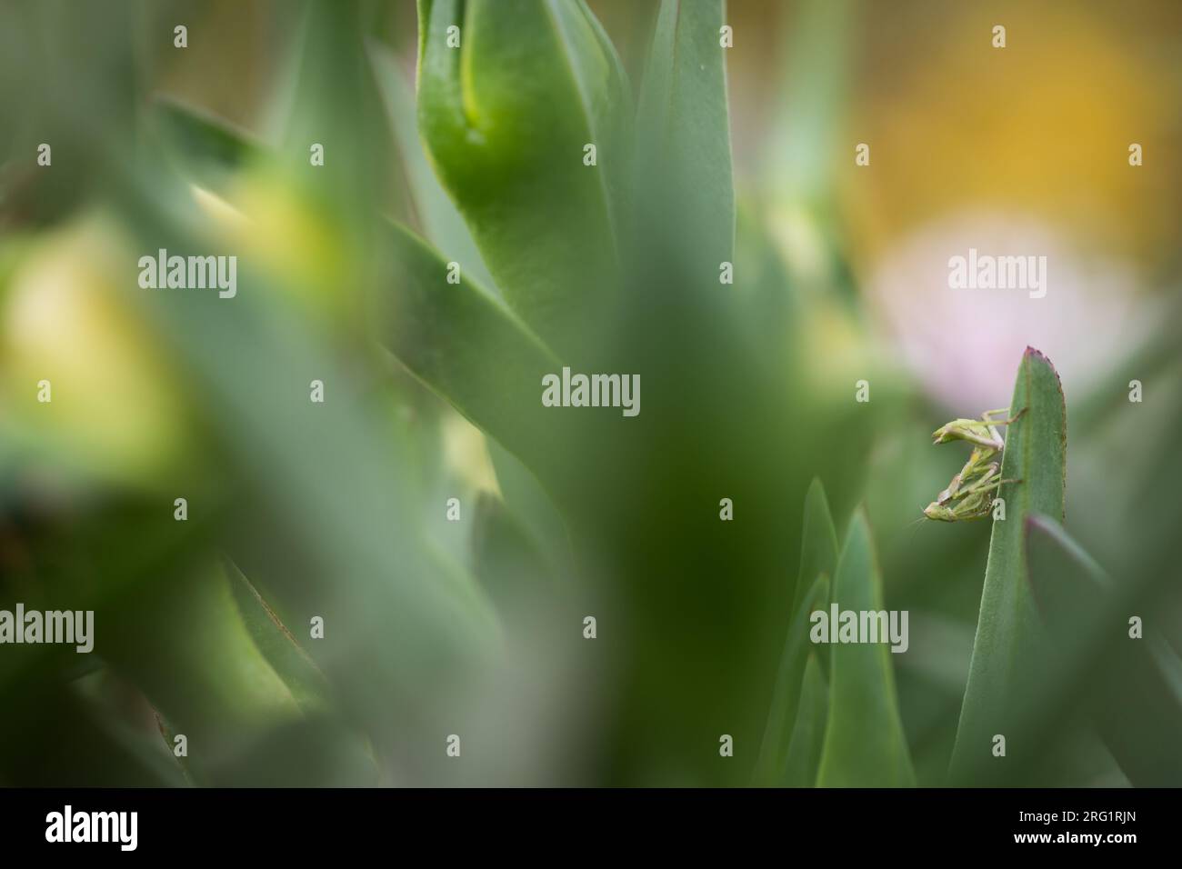 Dwarf mantis hi-res stock photography and images - Alamy