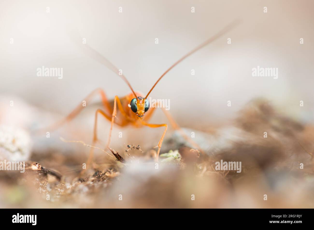 Netelia sp., Germany (Hamburg), imago Stock Photo - Alamy