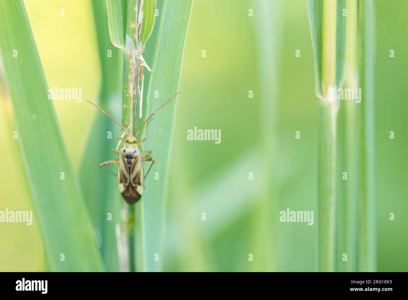 Adelphocoris lineolatus - Lucerne bug - Luzernen-Zierwanze, Romania ...