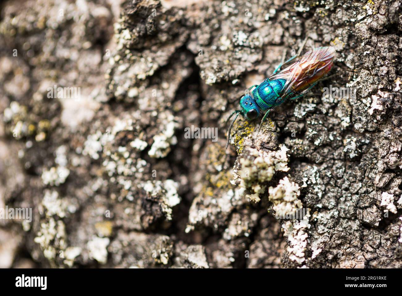 Chrysis ignita - Ruby-tailed Wasp - Gemeine Goldwespe, Germany (Baden ...