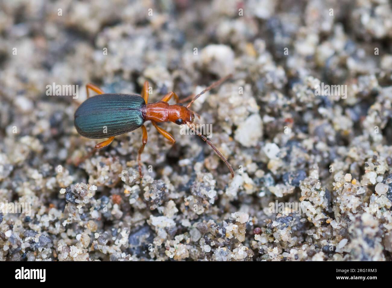 Insect species brachinus crepitans hi-res stock photography and images ...