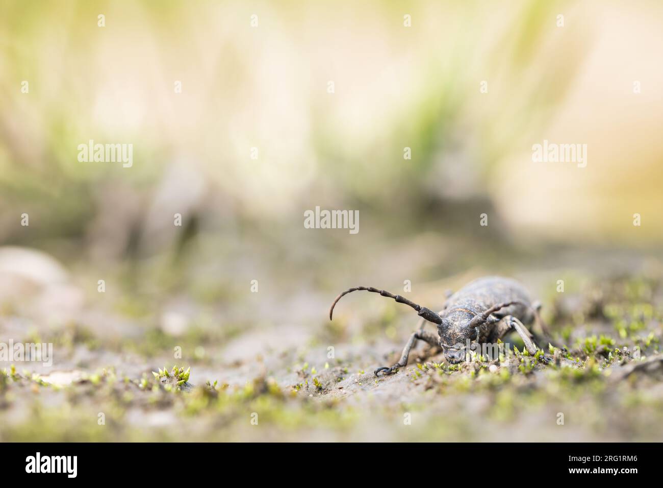 Lamia textor - Weaver beetle - Weberbock, Russia (Baikal), imago Stock ...