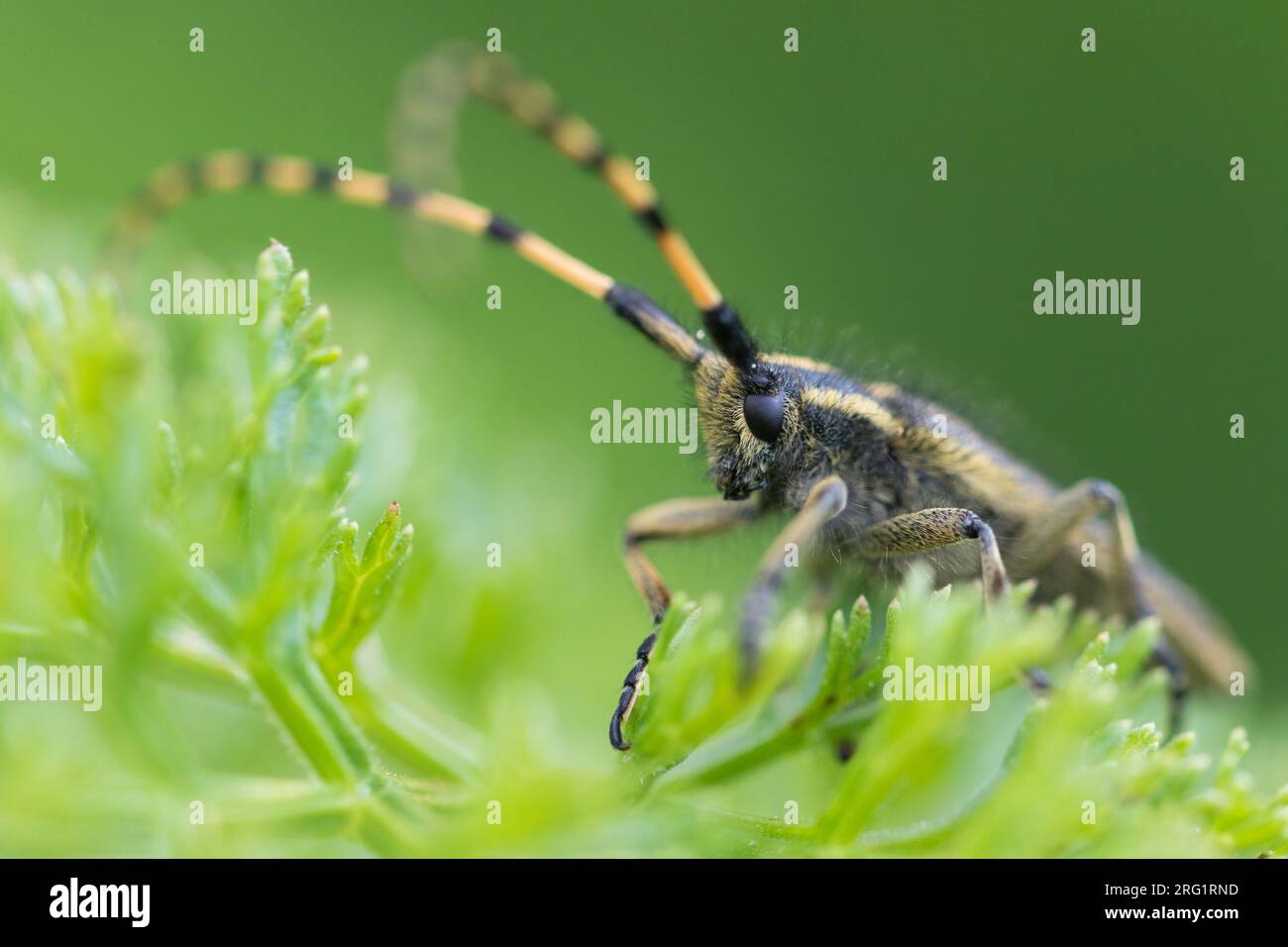 Kyrgyzstan fauna hi-res stock photography and images - Alamy