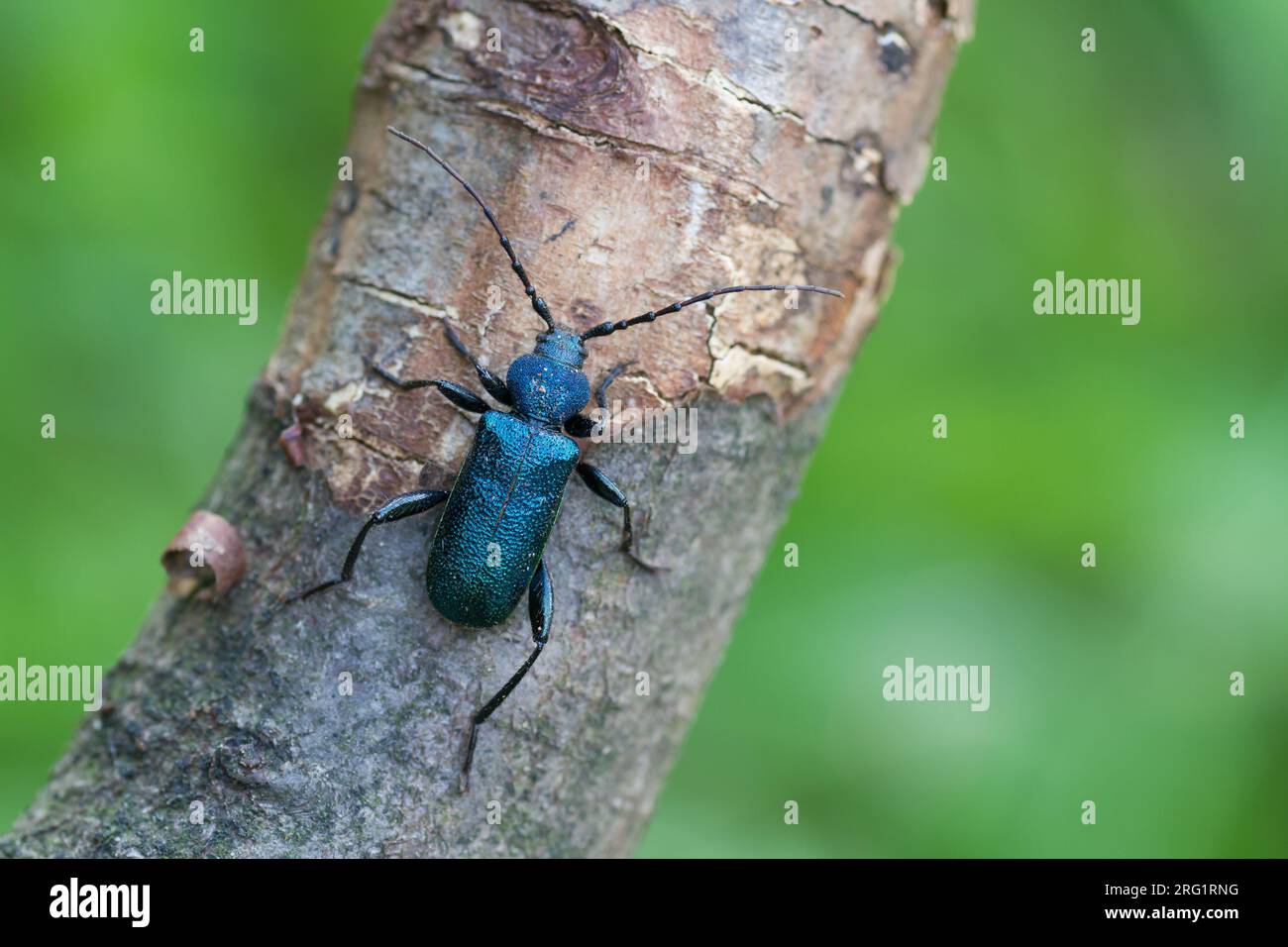 Callidium violaceum - Blauvioletter Scheibenbock, Germany, imago Stock ...