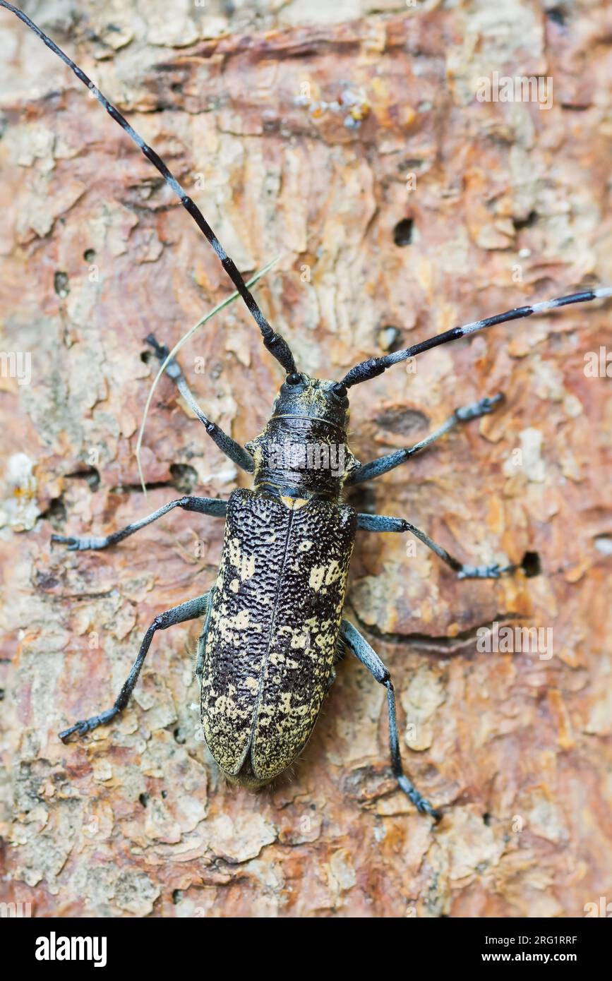 Monochamus sutor - Schusterbock, Germany, imago, female Stock Photo - Alamy