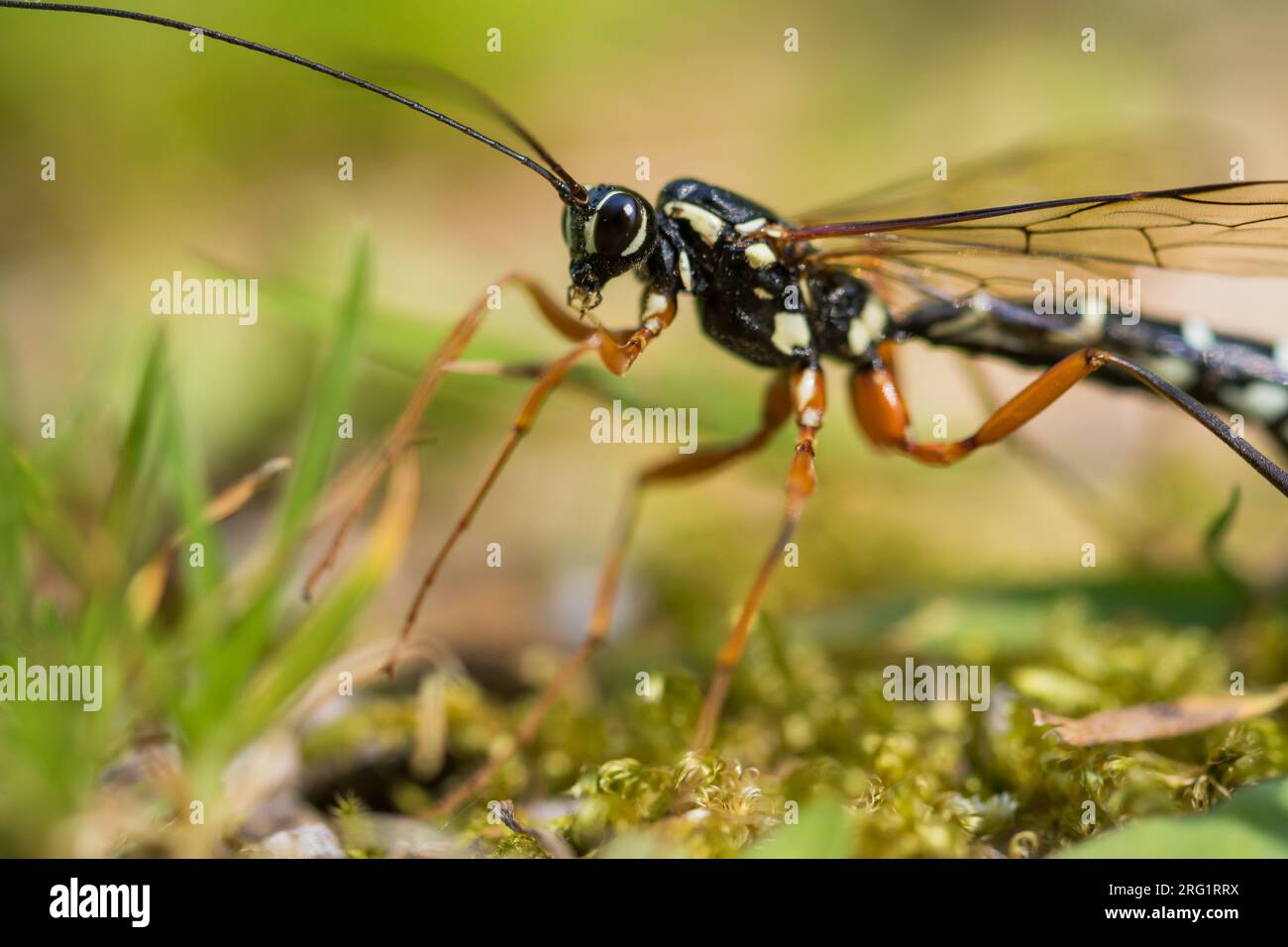 Rhyssa persuasoria - Giant Ichneumon - Riesenholzwespen-Schlupfwespe ...