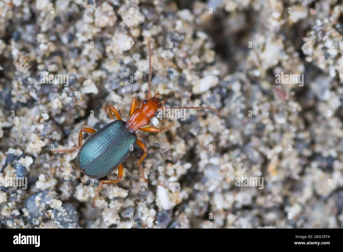 Insect species brachinus crepitans hi-res stock photography and images ...