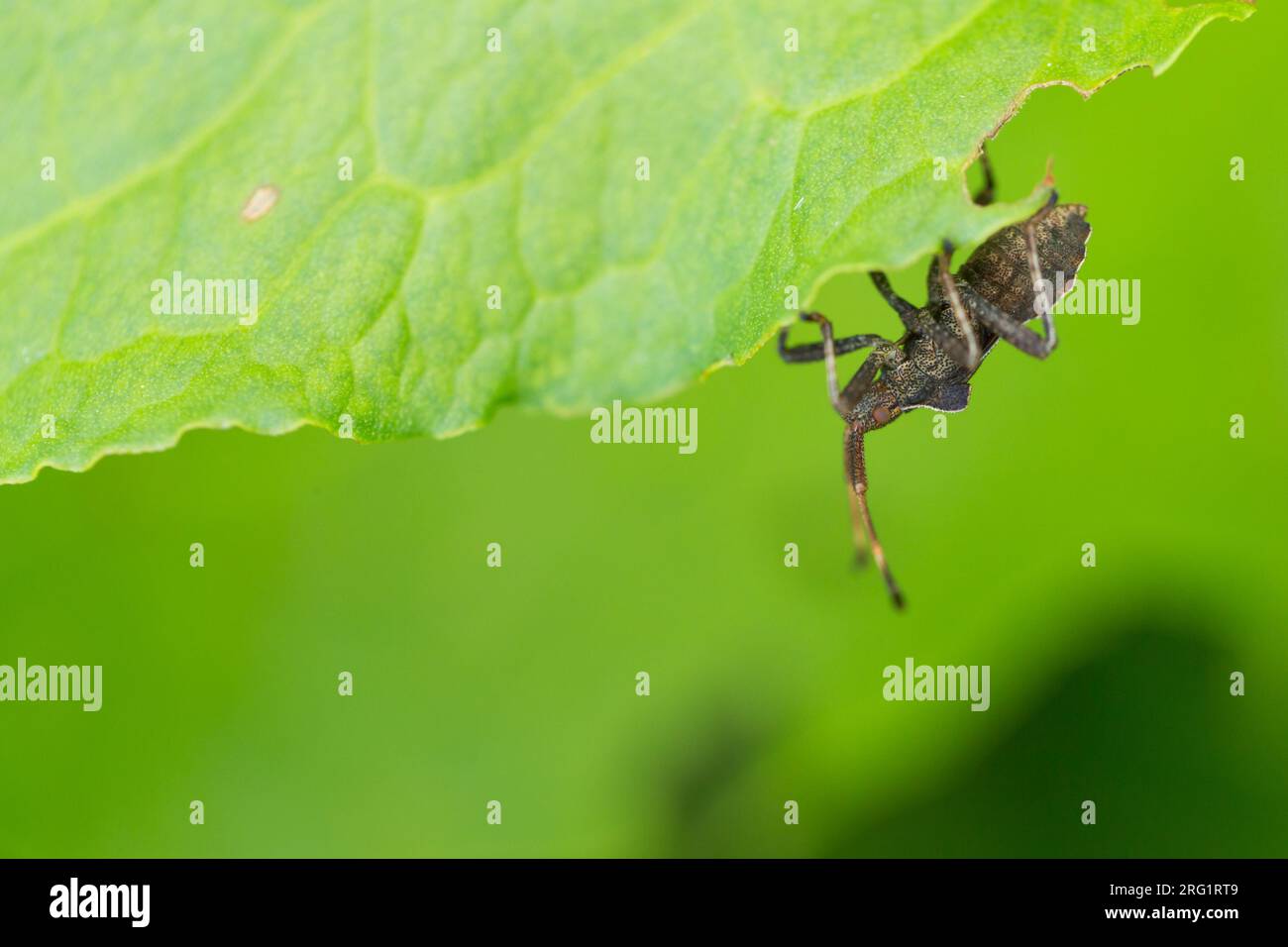 Dock bug nymph hi-res stock photography and images - Alamy