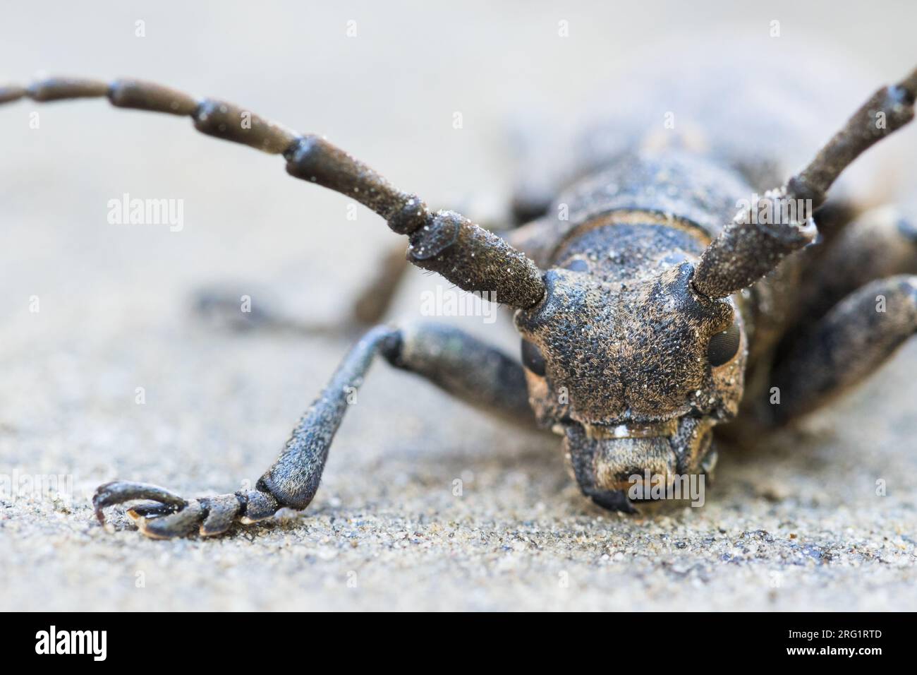 Lamia textor - Weaver beetle - Weberbock, Russia (Baikal), imago Stock ...