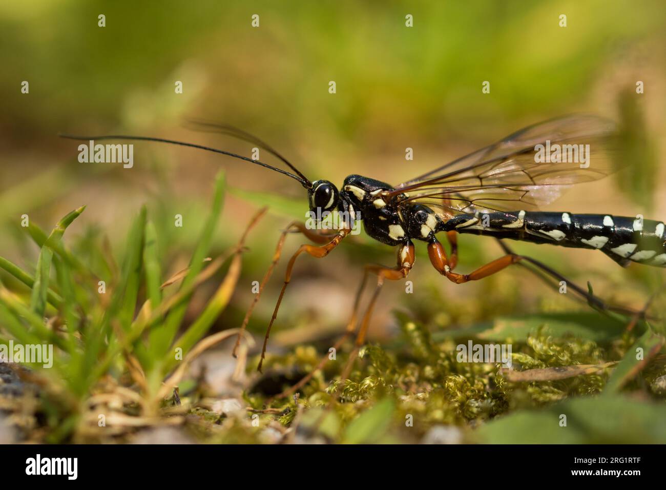Rhyssa persuasoria - Giant Ichneumon - Riesenholzwespen-Schlupfwespe ...