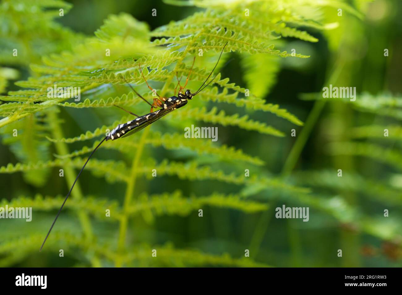 Rhyssa persuasoria - Giant Ichneumon - Riesenholzwespen-Schlupfwespe ...