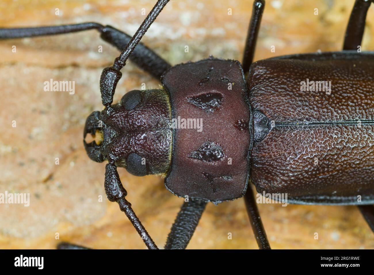 Ergates faber - Mulmbock, Germany, imago Stock Photo - Alamy