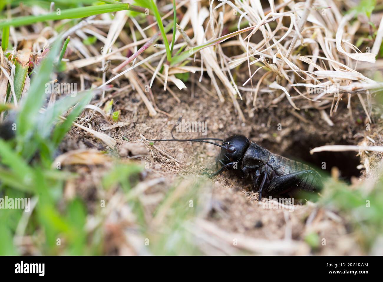 Gryllus campestris - Field cricket - Feldgrille, Germany (Baden ...