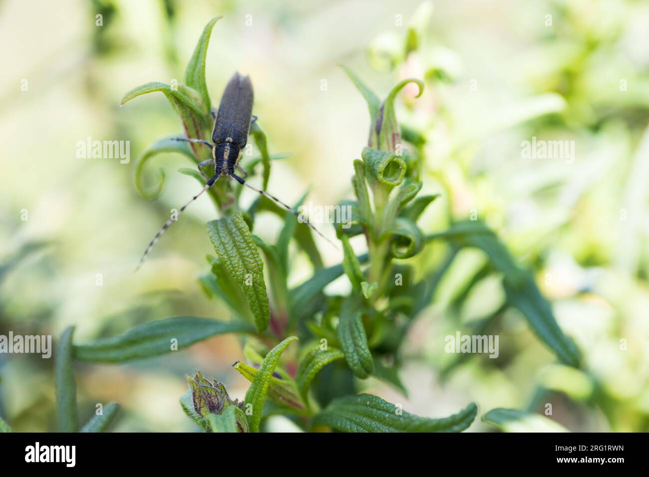 Agapanthia asphodeli, Corsica, imago Stock Photo - Alamy