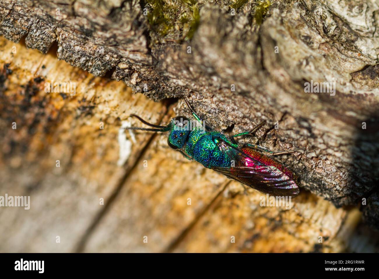 Chrysis ignita ruby tailed hi-res stock photography and images - Alamy