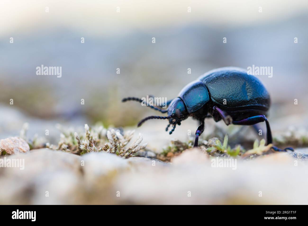 Timarcha tenebricosa - Bloody-nosed beetle - Tatzenkäfer, Germany ...