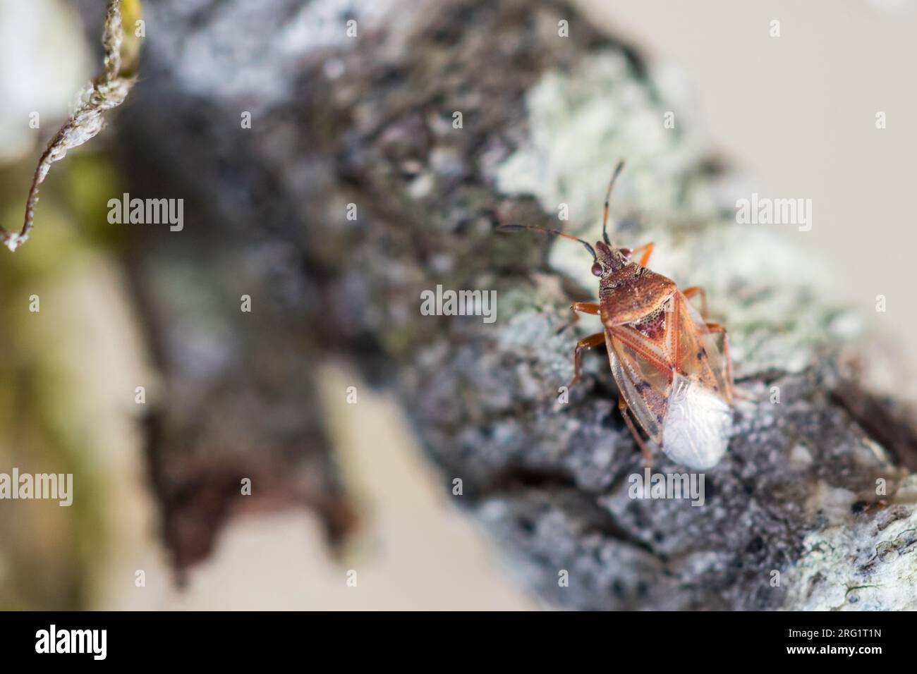 Kleidocerys resedae - Birch catkin bug - Birkenwanze, France (Alsace ...