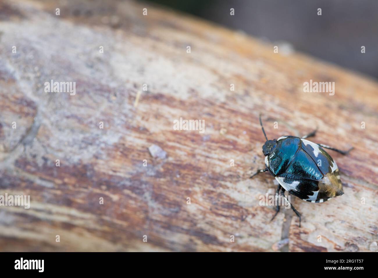 Tritomegas bicolor - Pied shield bug - Schwarzweiße Erdwanze, Germany ...