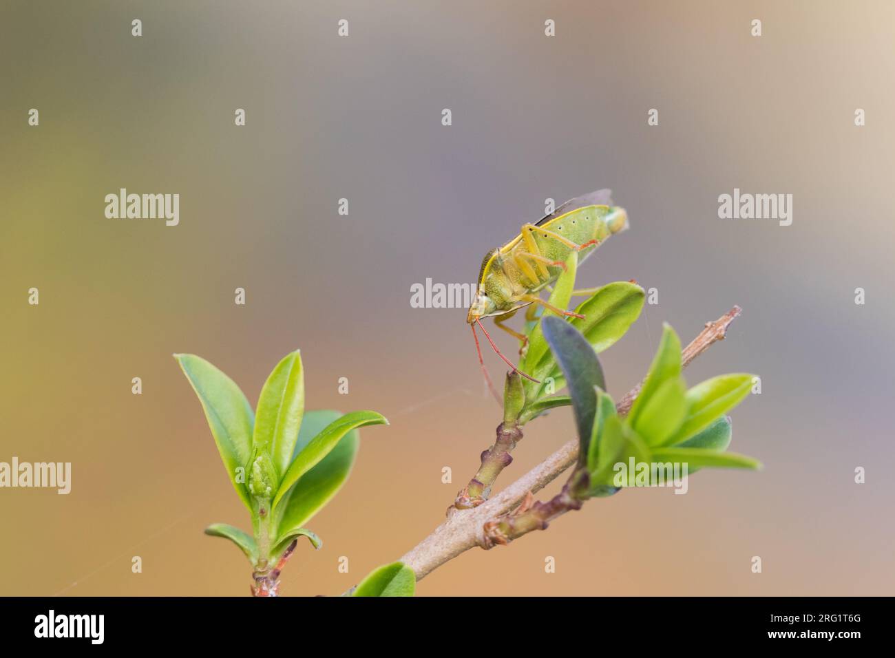 Piezodorus lituratus - Gorse shield bug - Ginster-Baumwanze, Germany ...