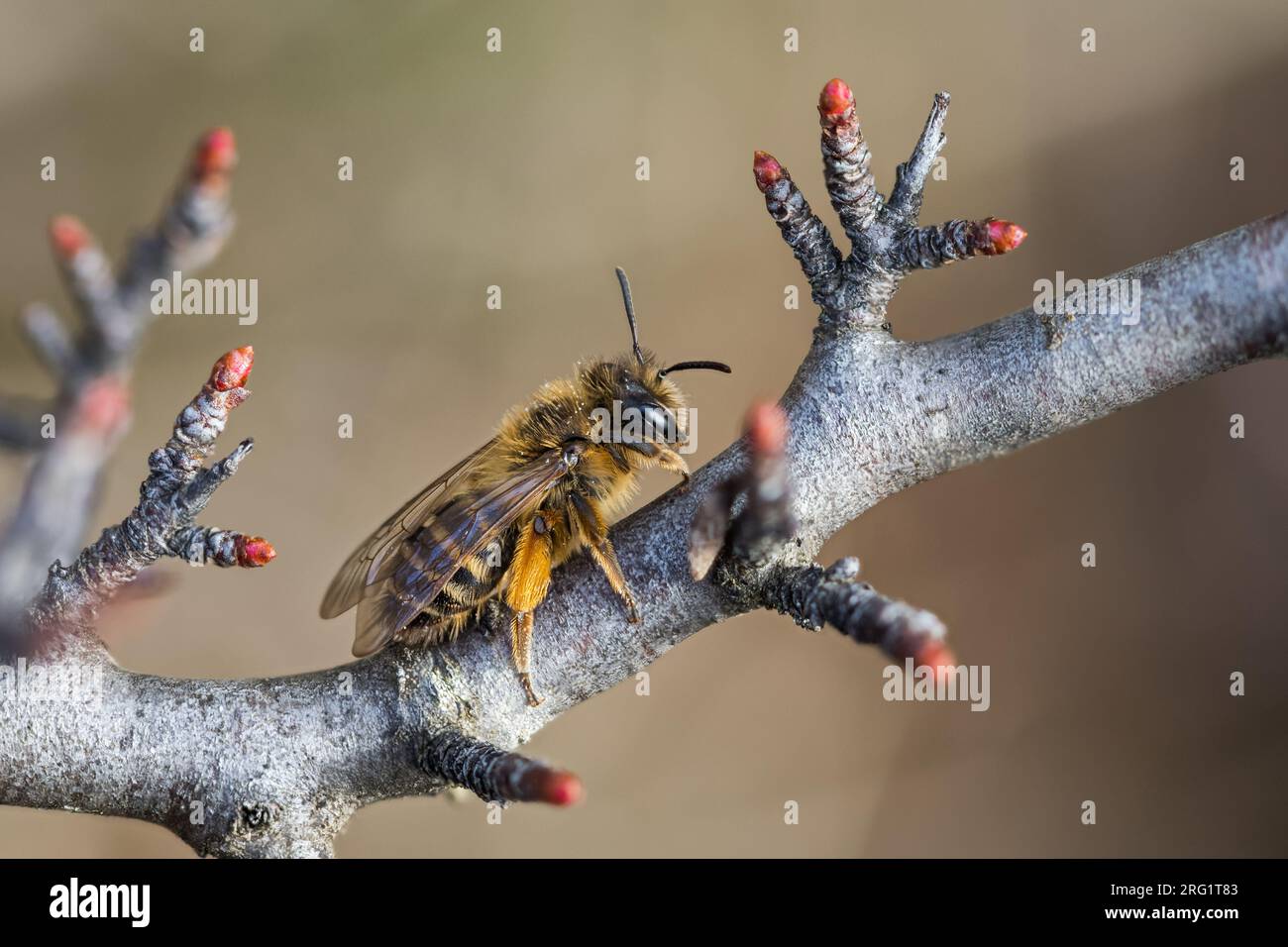 Andrena flavipes - Gemeine Sandbiene, France (Alsace), imago, female ...