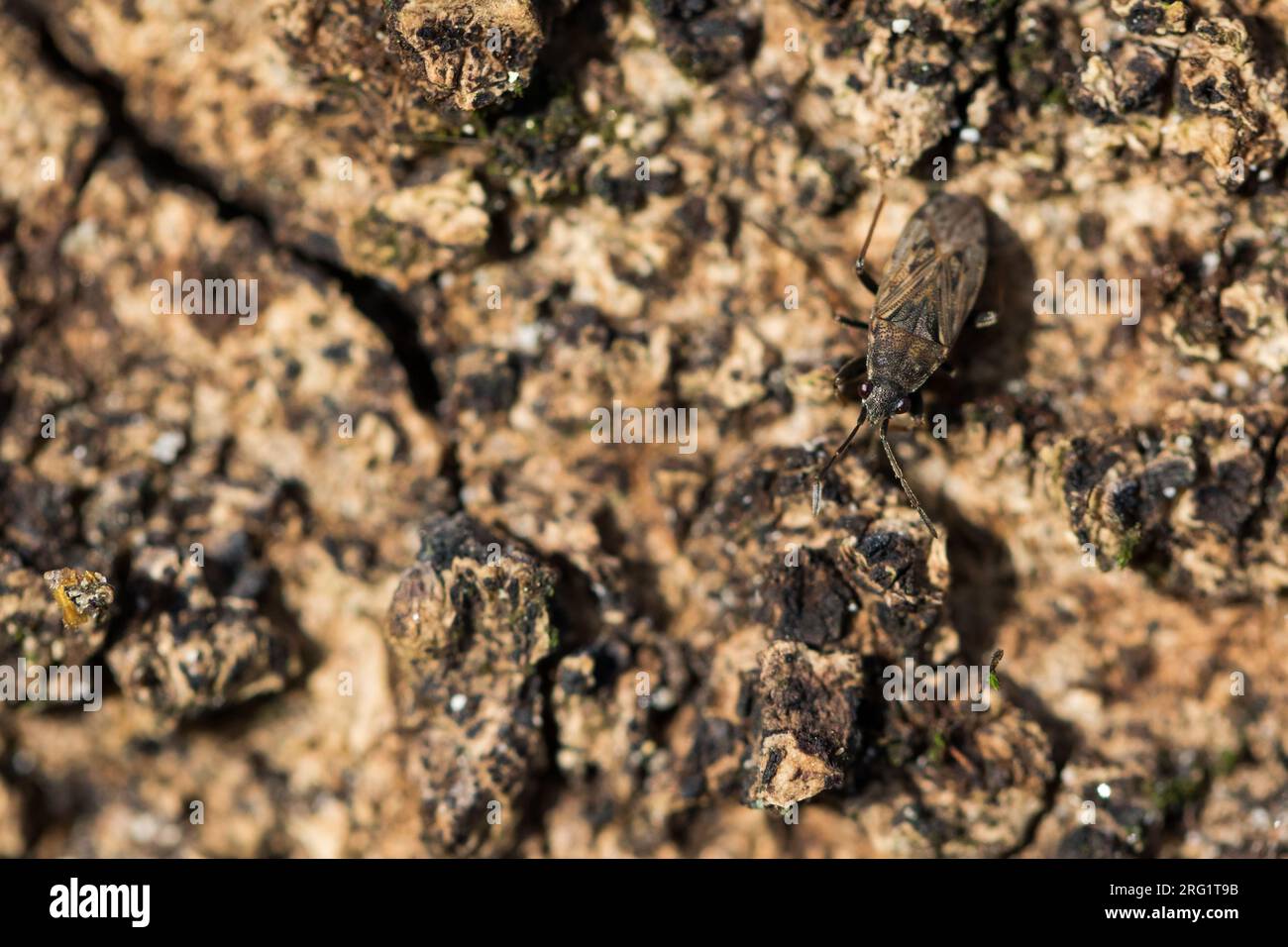 Seed bodies hi-res stock photography and images - Alamy