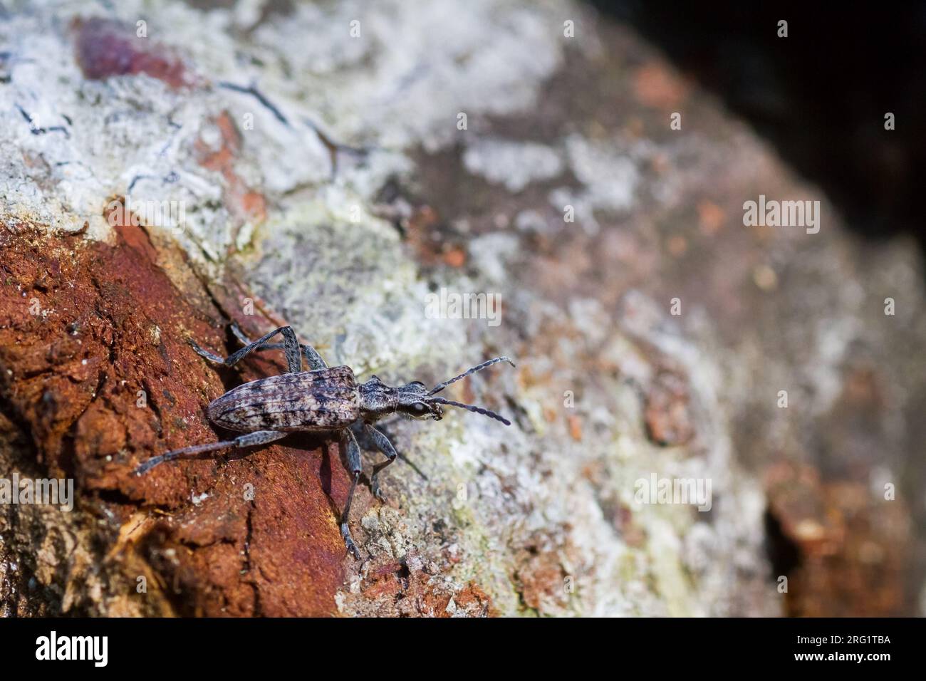 Rhagium inquisitor - Schrotbock, Germany (Baden-Württemberg), imago ...
