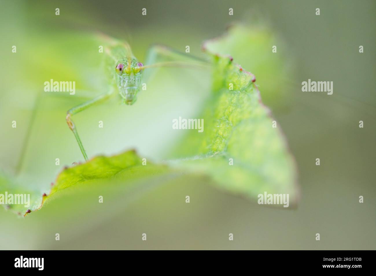 Sickle bush hi-res stock photography and images - Alamy