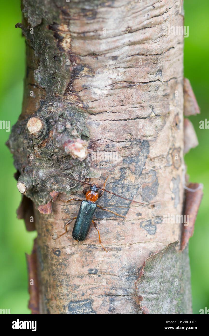 Veranderlicher scheibenbock hi-res stock photography and images - Alamy