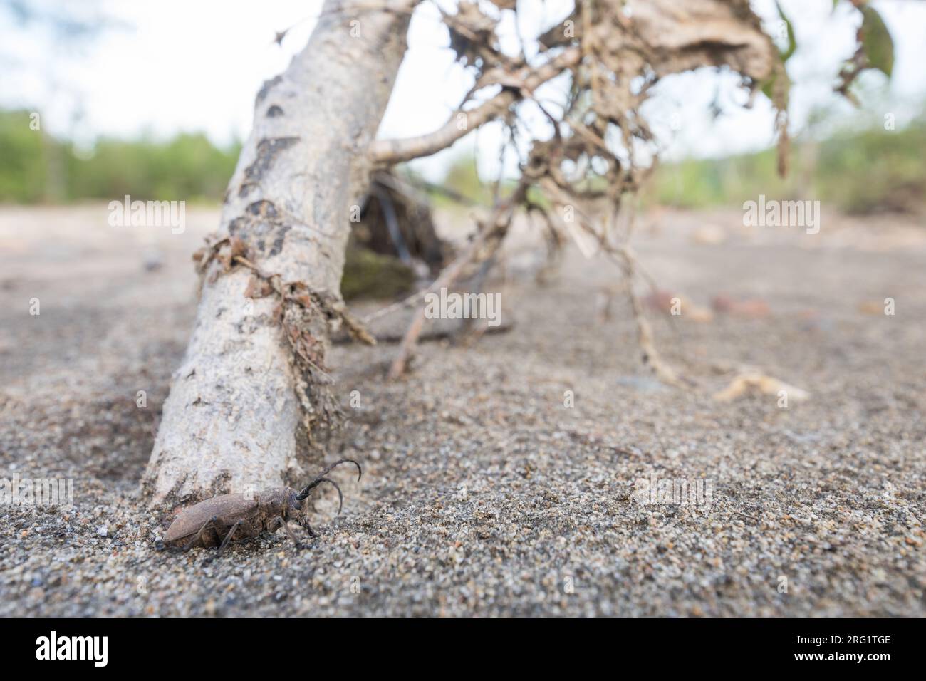 Lamia textor - Weaver beetle - Weberbock, Russia (Baikal), imago Stock ...