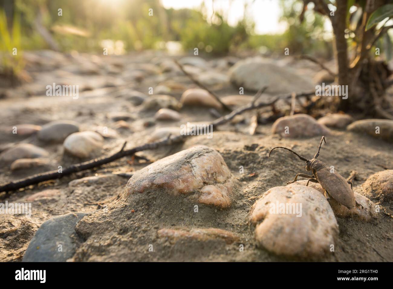 Lamia textor - Weaver beetle - Weberbock, Russia (Baikal), imago Stock ...
