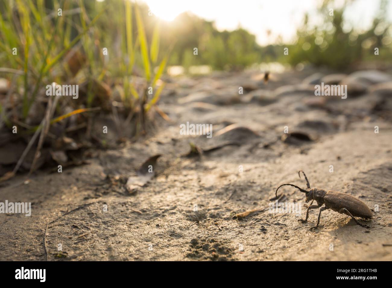 Lamia textor - Weaver beetle - Weberbock, Russia (Baikal), imago Stock ...