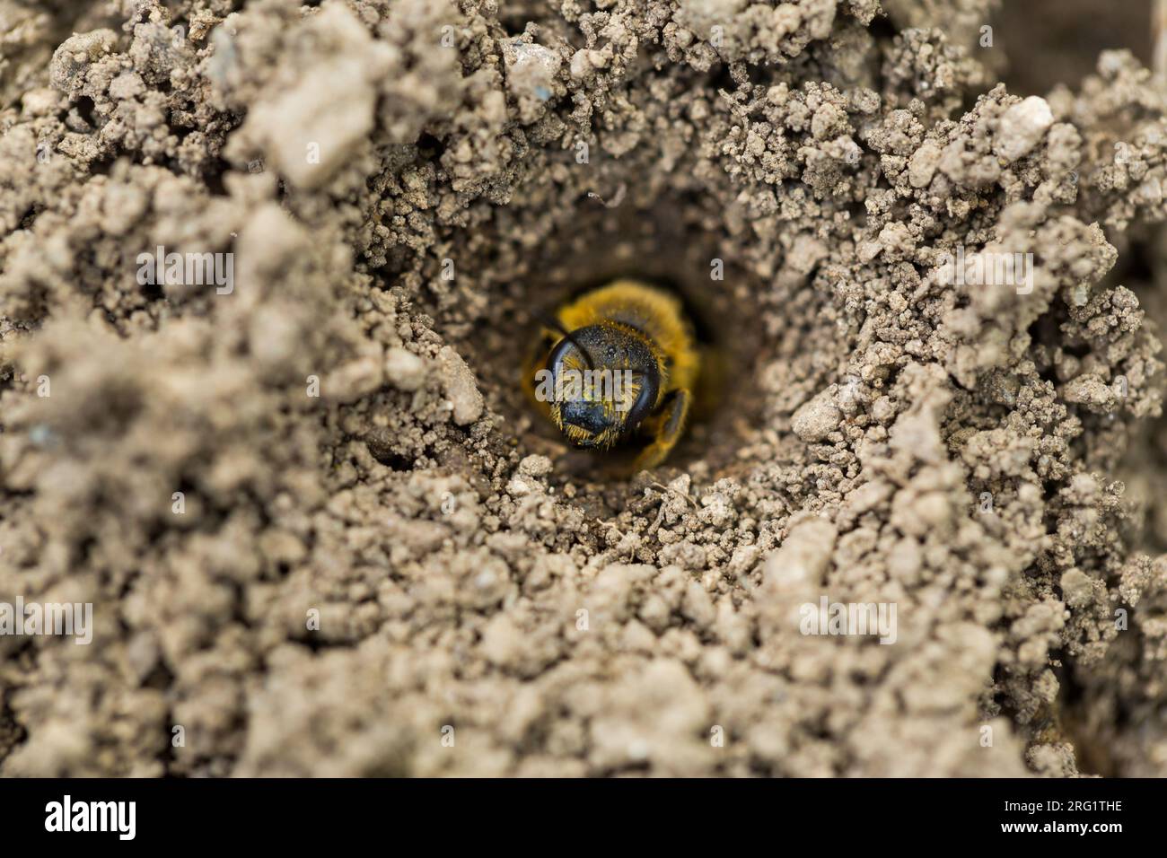 Halictus scabiosae hi-res stock photography and images - Alamy