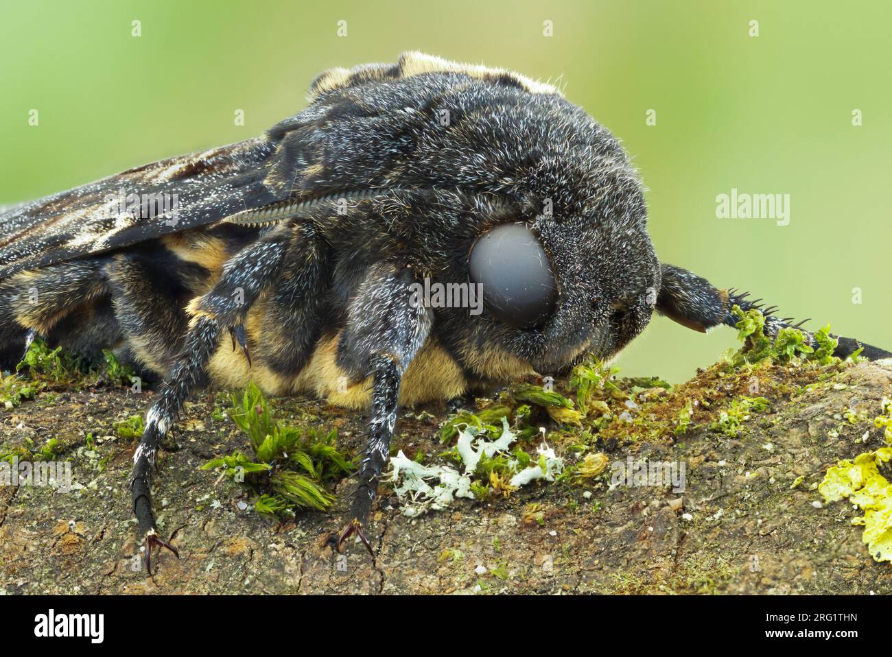 Deaths-head Hawk Moth - Totenkopfschwärmer - Acherontia atropos ...