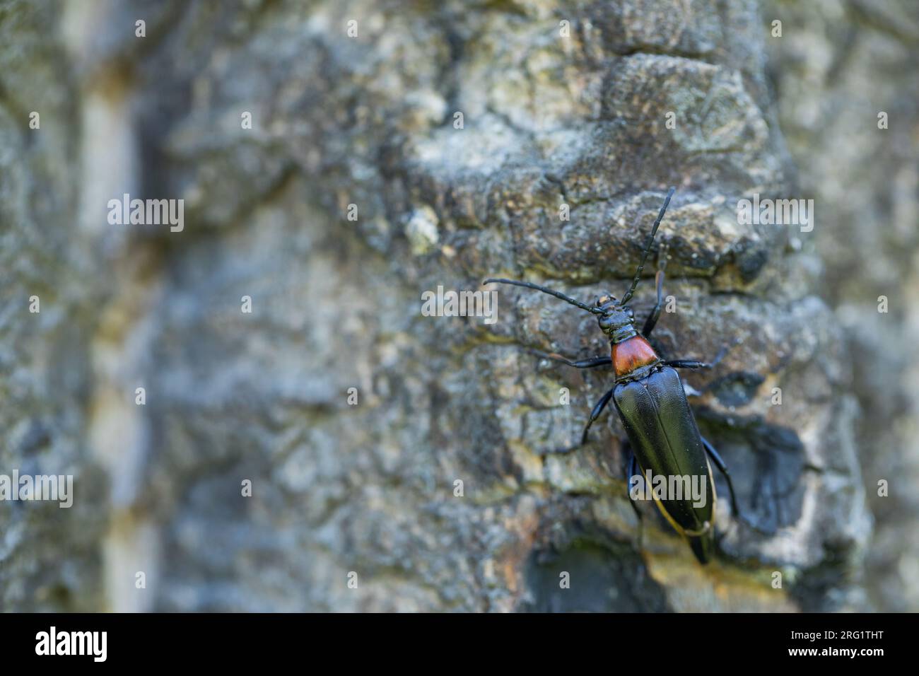 Leptura thoracica, Russia (Baikal), imago, female Stock Photo - Alamy