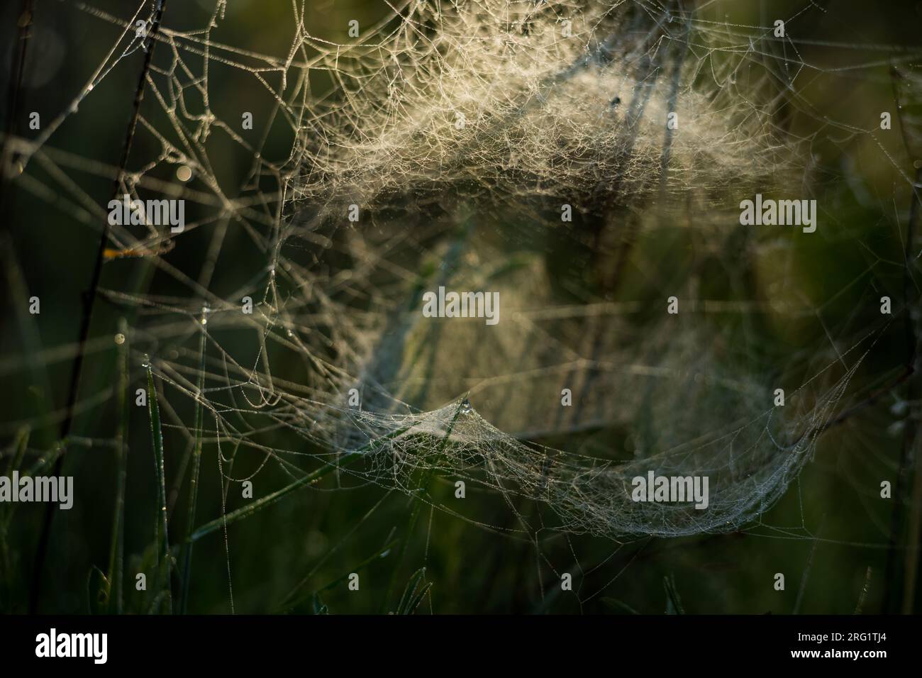 Neriene species hi-res stock photography and images - Alamy