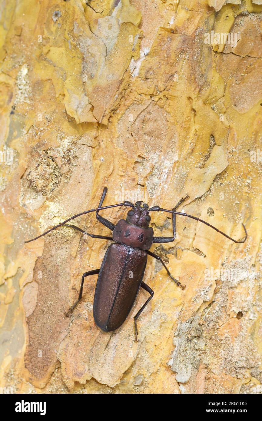 Ergates faber - Mulmbock, Germany, imago Stock Photo - Alamy