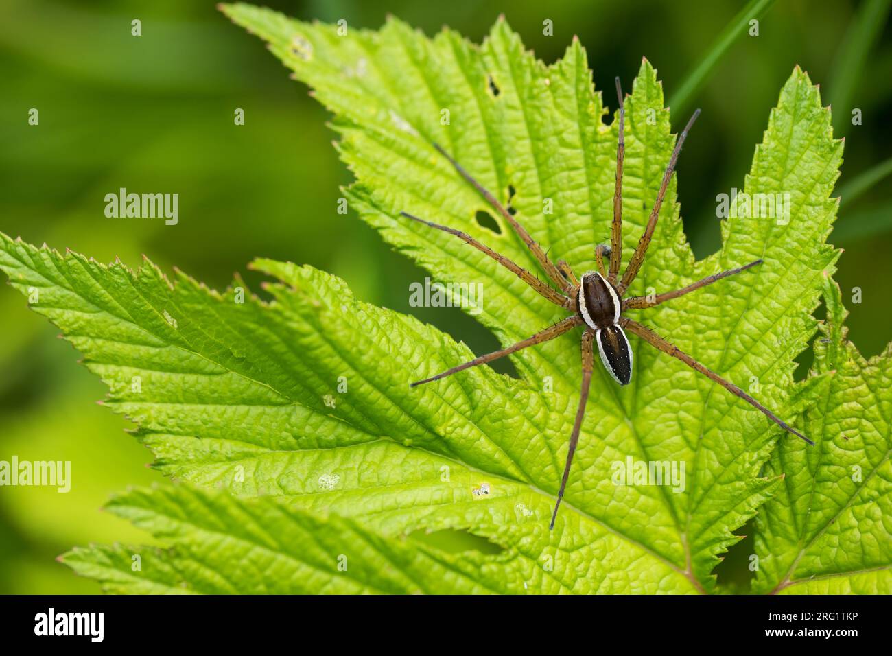 Dolomedes fimbriatus - Raft spider - Gerandete Jagdspinne, Russia ...