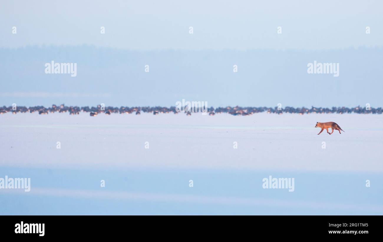 Red Fox (Vulpes vulpes) in front of a flock of Tundra bean geese in ...