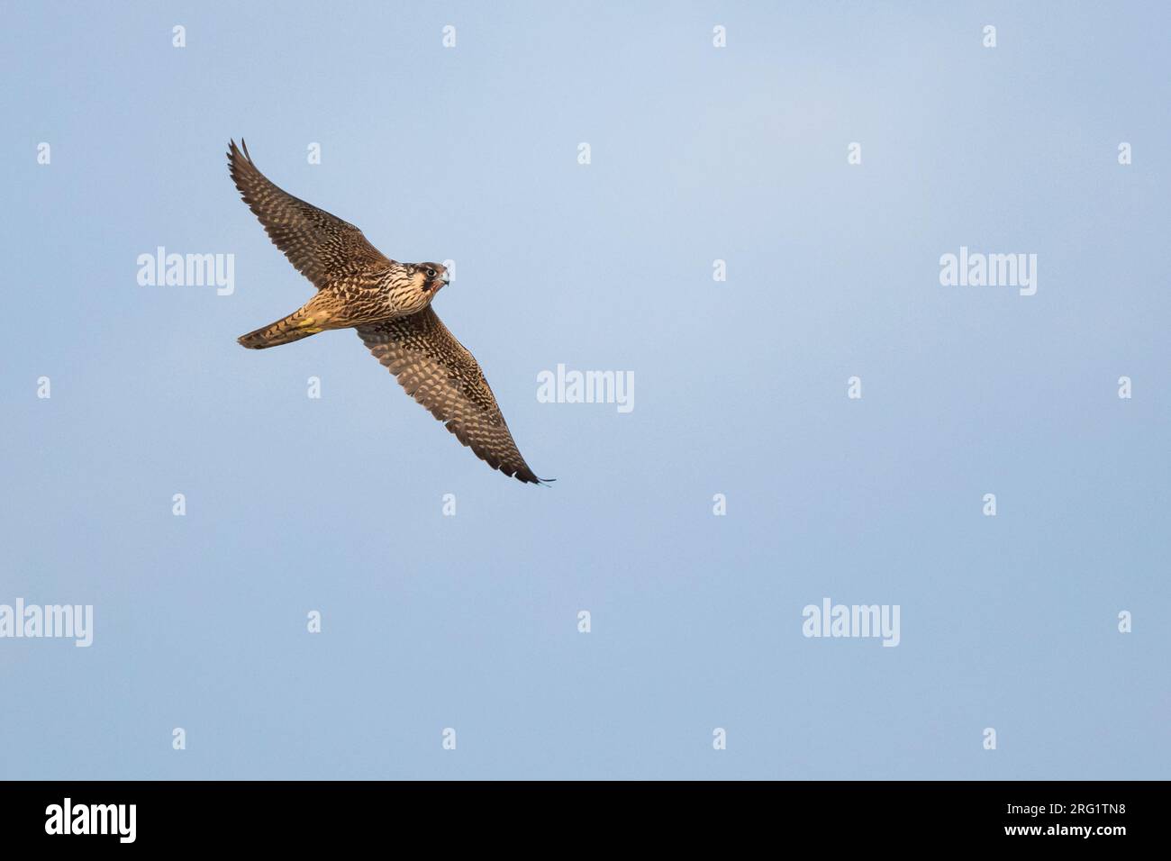 1st cy Peregrine Falcon (Falco peregrinus ssp. peregrinus) in Germany ...
