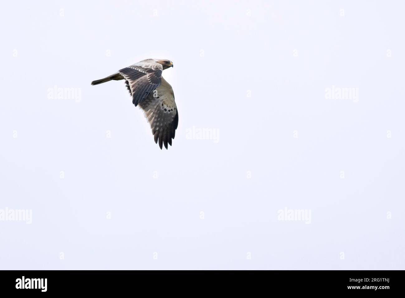 Booted Eagle (Hieraaetus pennatus) in Spain (Andalucia), adult, pale ...