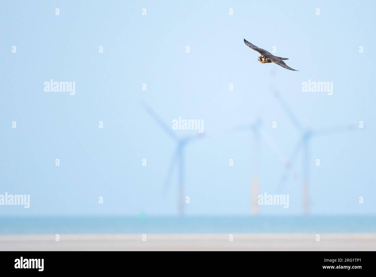 Avian flying blue sky turbine hi-res stock photography and images - Alamy