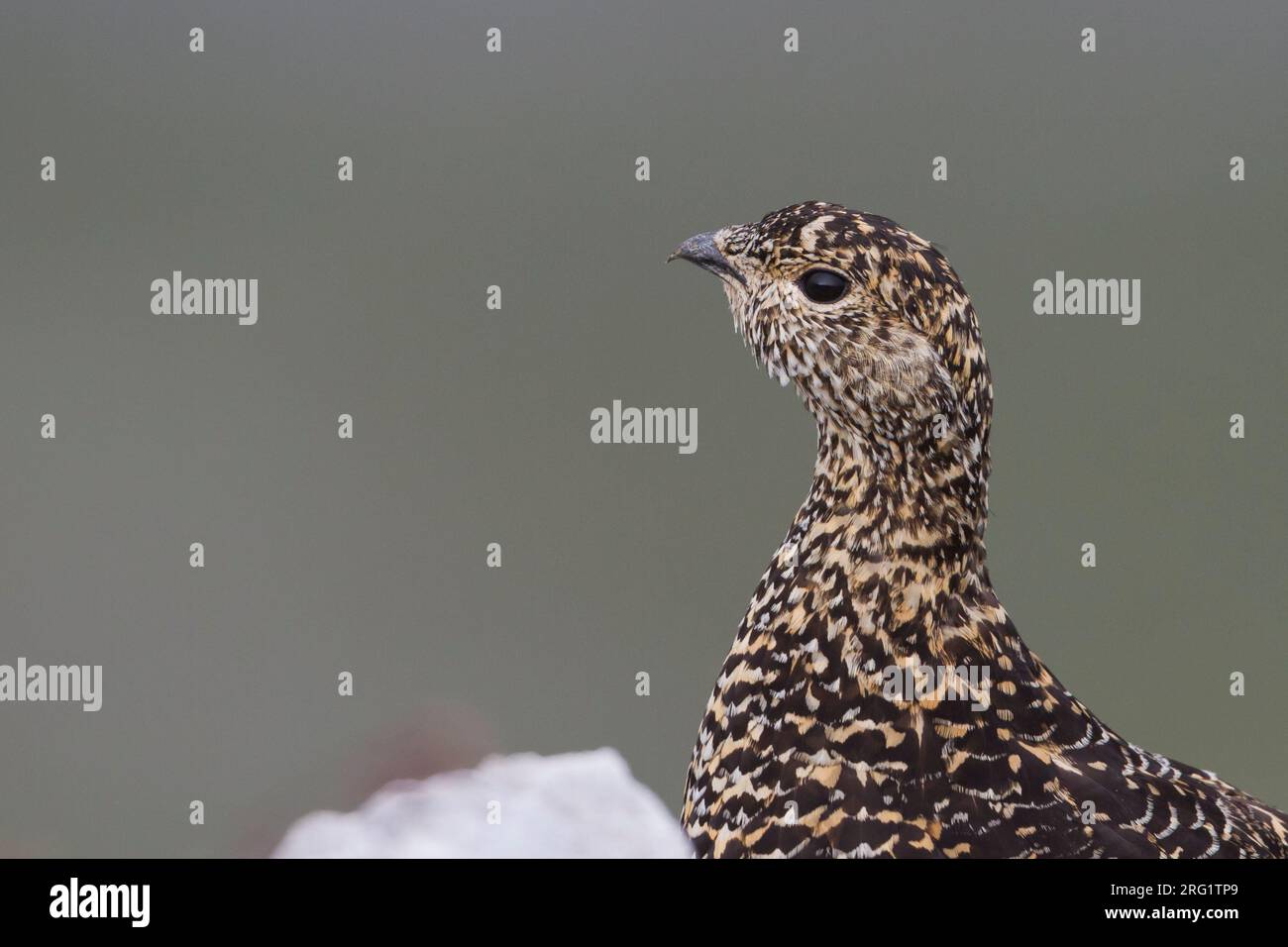 Adult female Alps Rock Ptarmigan (Lagopus muta helvetica) in Alp ...
