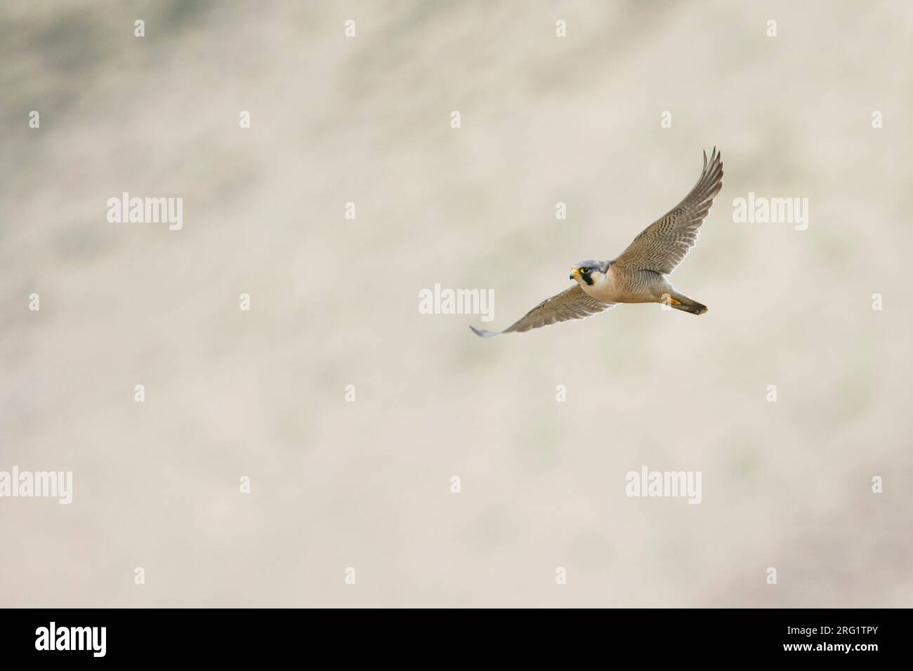 Barbary falcon falco pelegrinoides hi-res stock photography and images ...