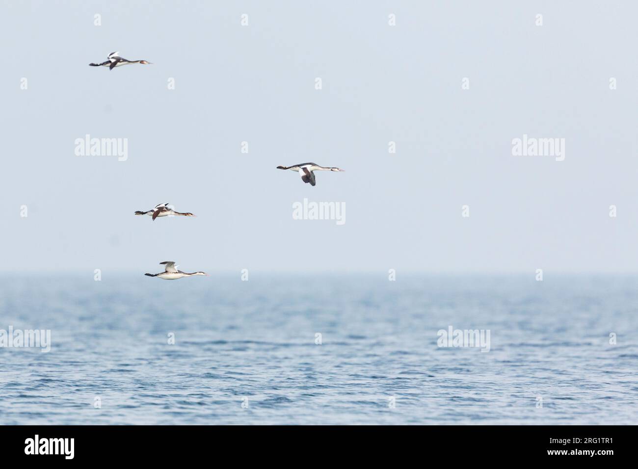 Great crested grebe in flight winter hi-res stock photography and ...